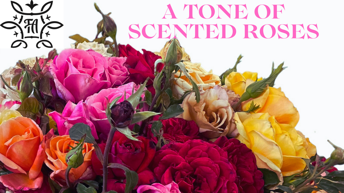 Where to Buy Roses in Adelaide? – Floral Atelier Australia